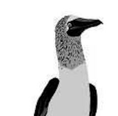 The Glory Bird - Patagonia Regional Times