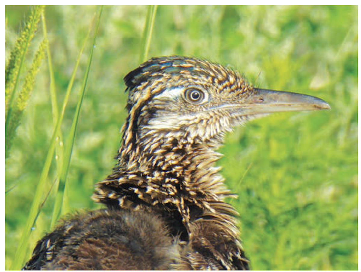 Nature Journeys: Rowdy Roadrunners - Patagonia Regional Times