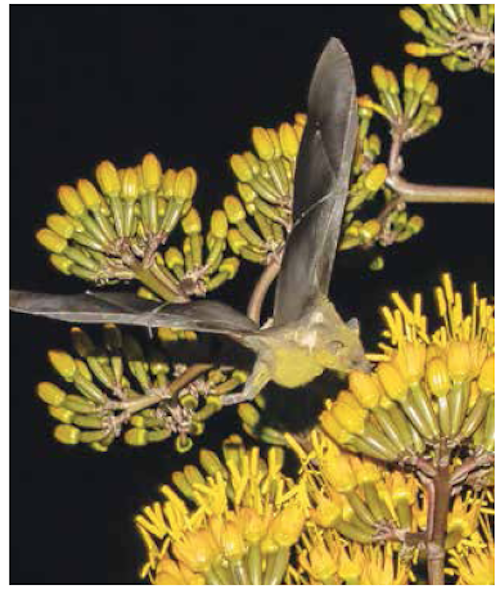 A Drink for Our Pollinating Bats - Patagonia Regional Times