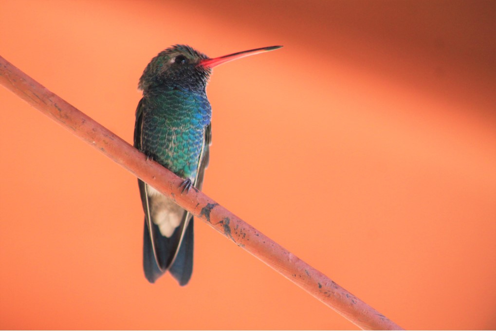 Looking for the Desert in Bloom - Patagonia Regional Times