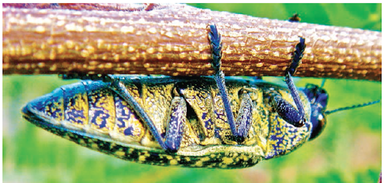 Nature Journeys: Bizarre, Beautiful and Bountiful Beetles - Patagonia ...