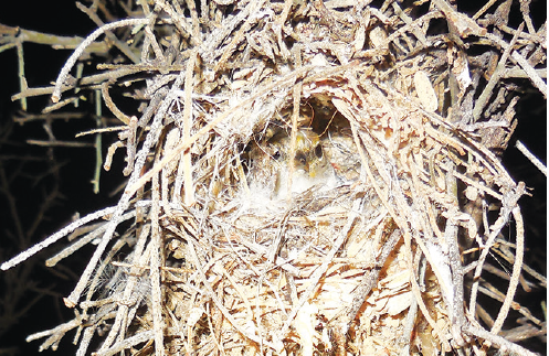 Nature Journeys: Strange Solstice Skulkers - Patagonia Regional Times