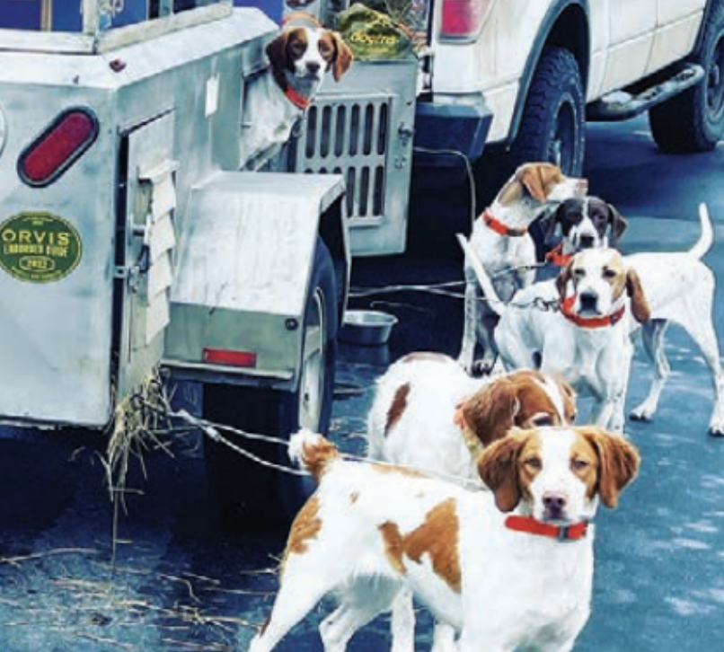 Road Dogs - Patagonia Regional Times