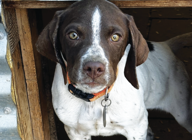How a Puppy Becomes a Bird Dog - Patagonia Regional Times