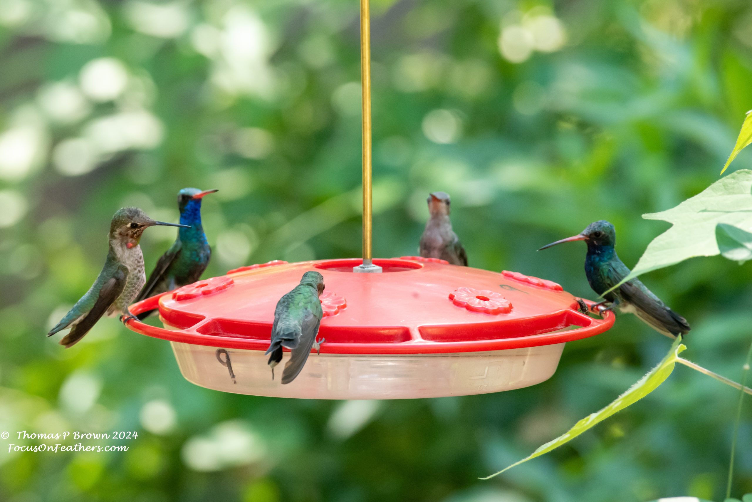 Keep Your Feeders Clean for Our Wild Birds - Patagonia Regional Times