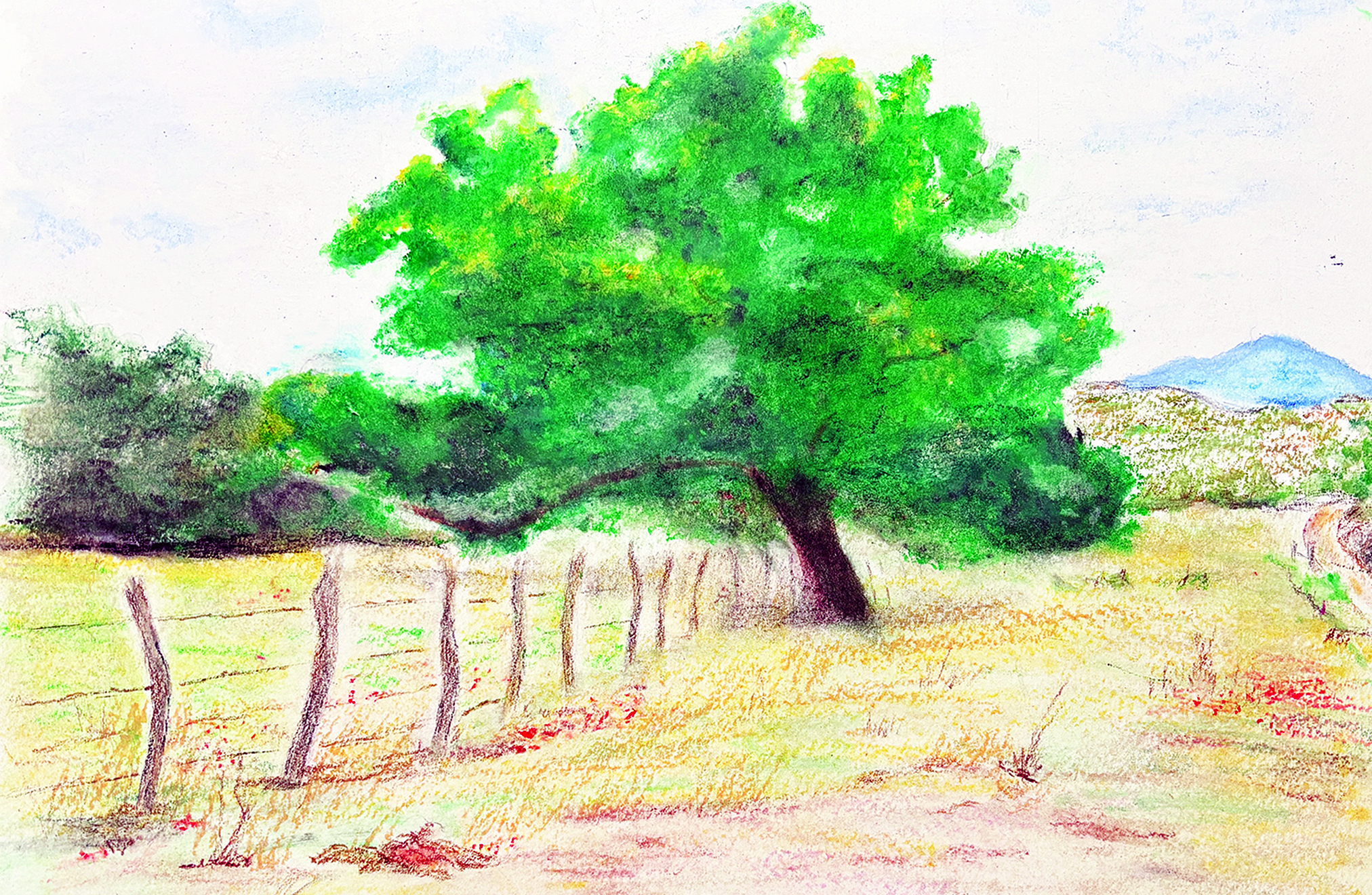 Great Trees of Eastern Santa Cruz County: The Grand Sycamore of Harshaw ...