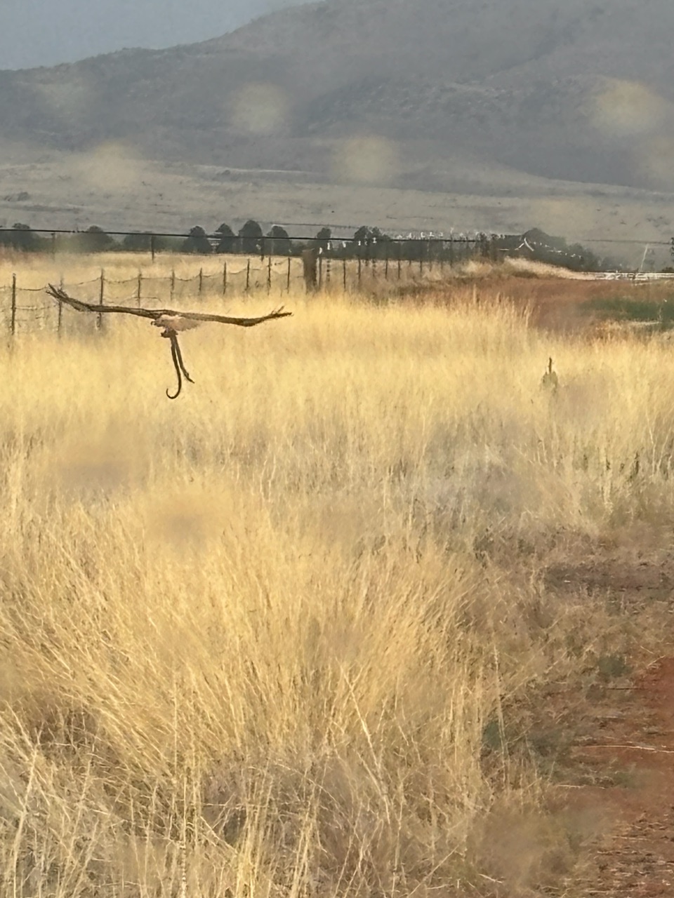 The PRT Weekly News Bulletin for June 17-23, 2026 - Patagonia Regional ...
